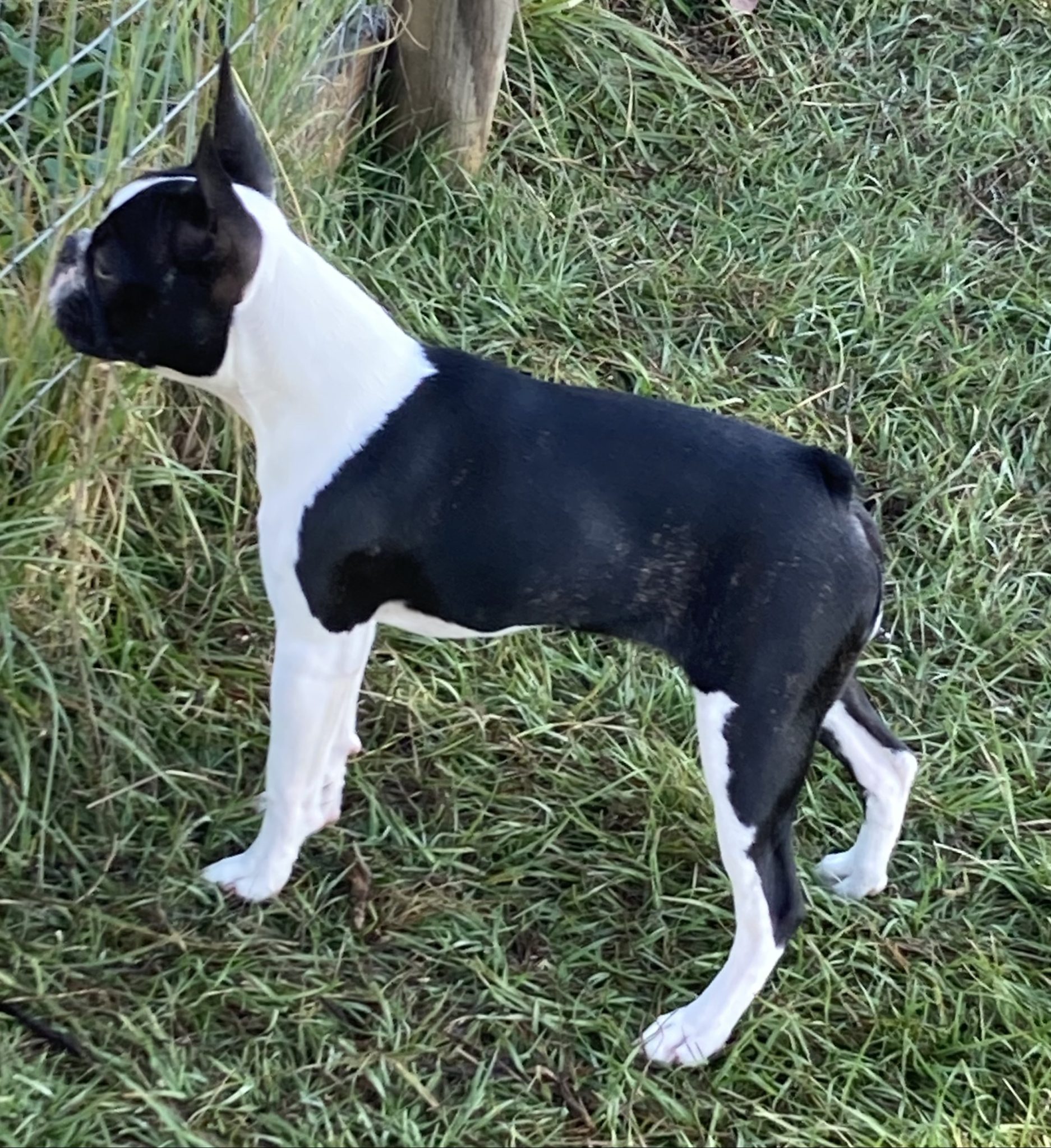 Adult Dogs : Be Boppin Boston Terriers